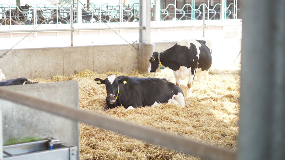 QMilch-Programm – zertifiziertes Tierwohl im Kuhstall - Initiative Milch